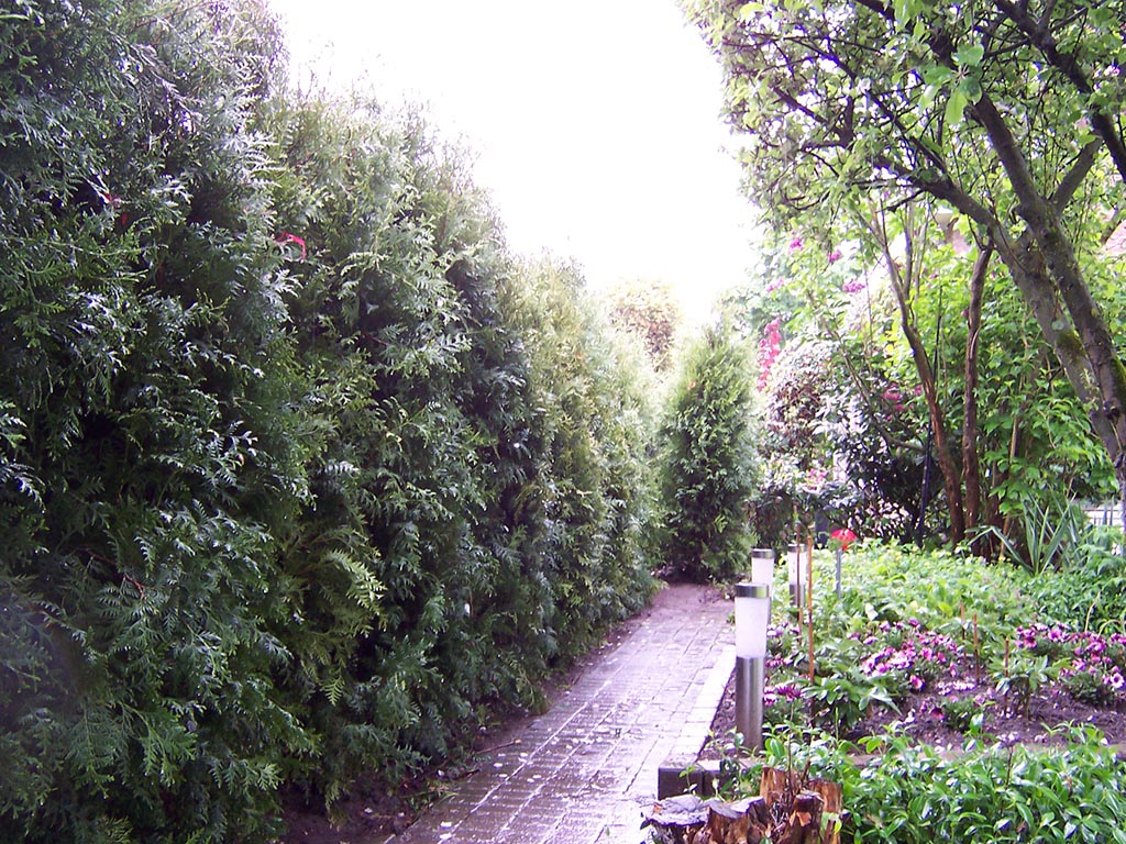 Keramische Tegels: rooien van een coniferenhaag