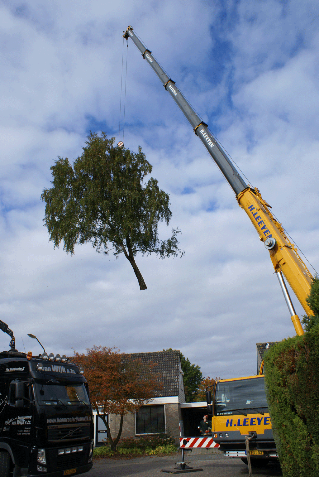 Keramische Tegels: berken boom rooien in Udenhout