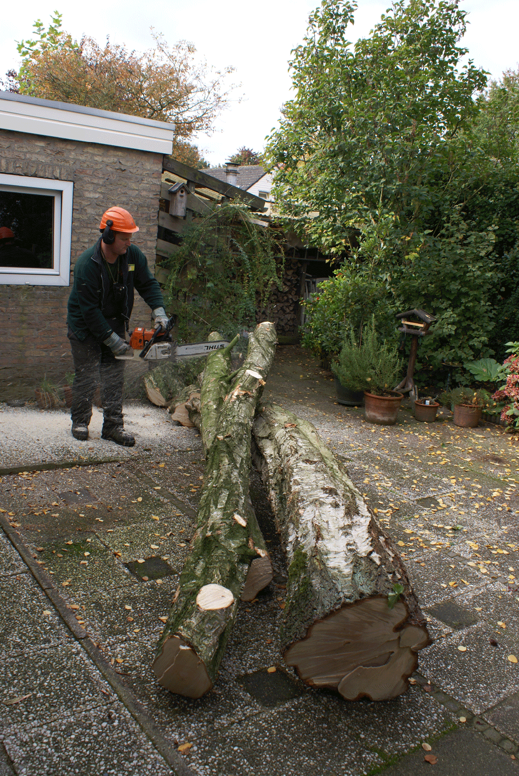 Keramische Tegels: berken boom rooien in Udenhout
