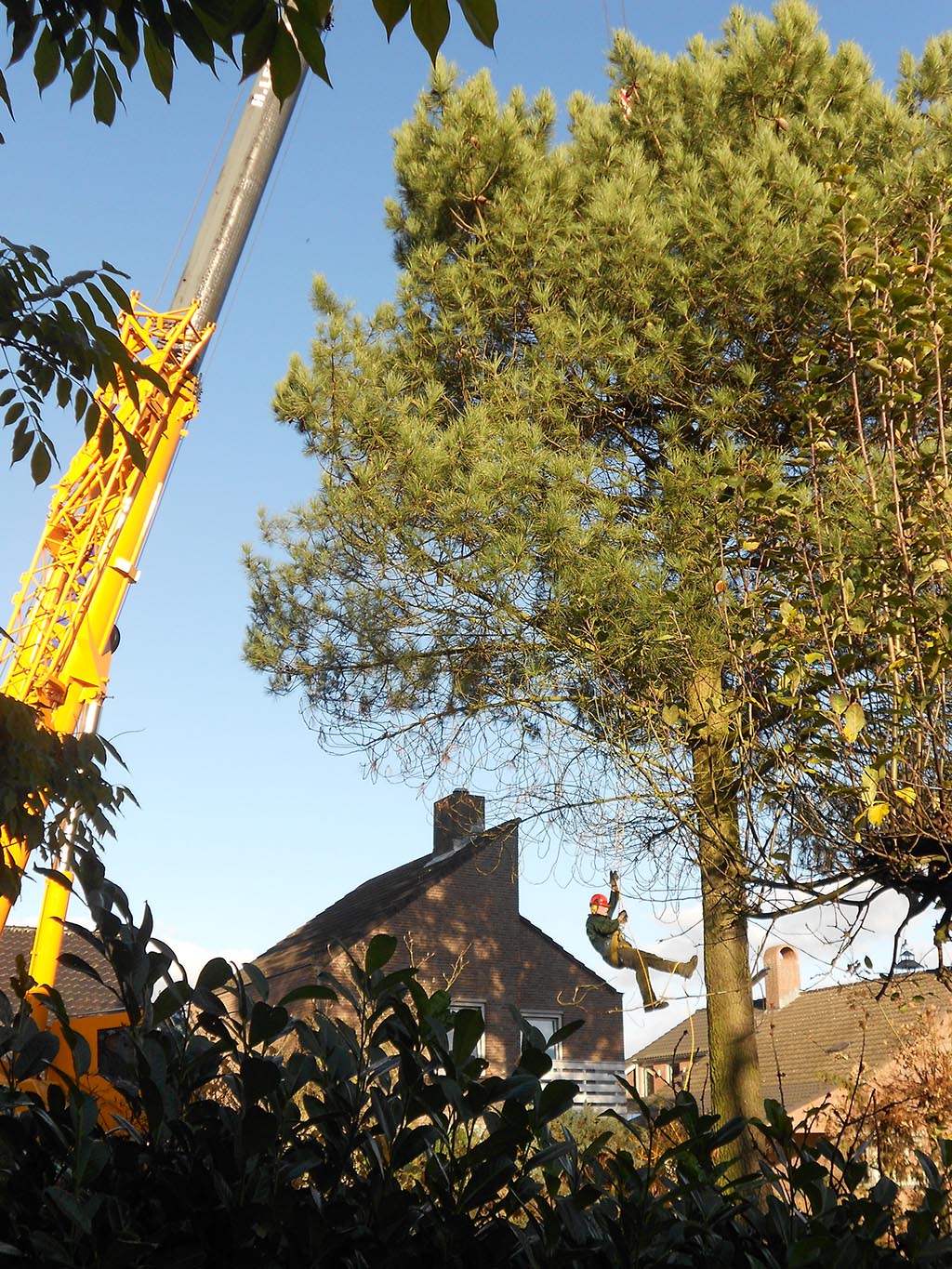 Keramische Tegels: rooien van bomen in drunen van goghlaan 12