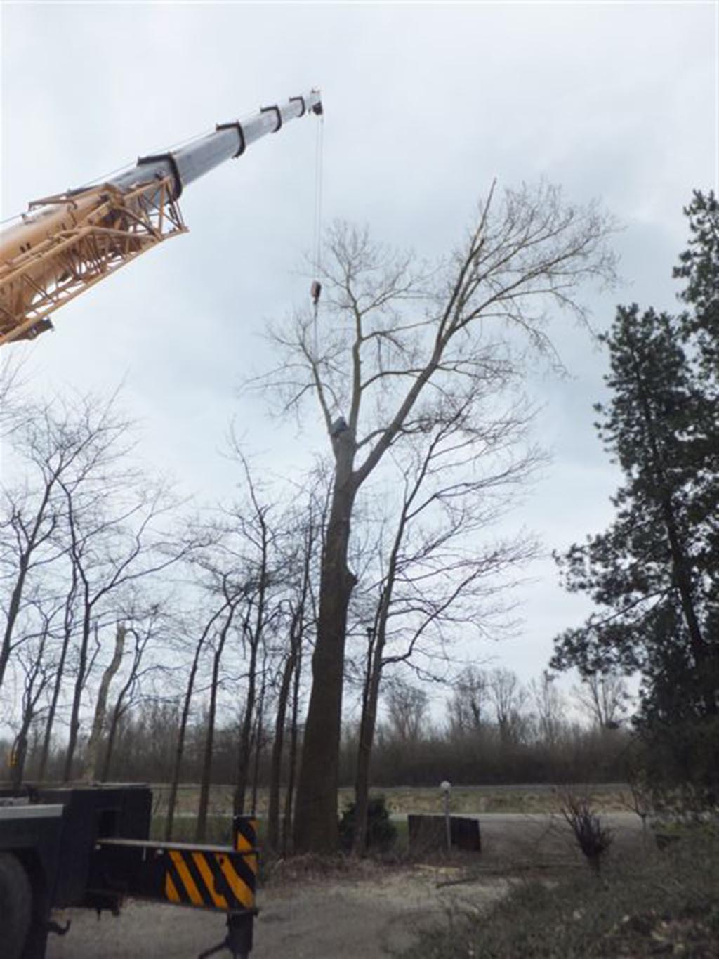 Keramische Tegels: Bomen rooien aardenburg