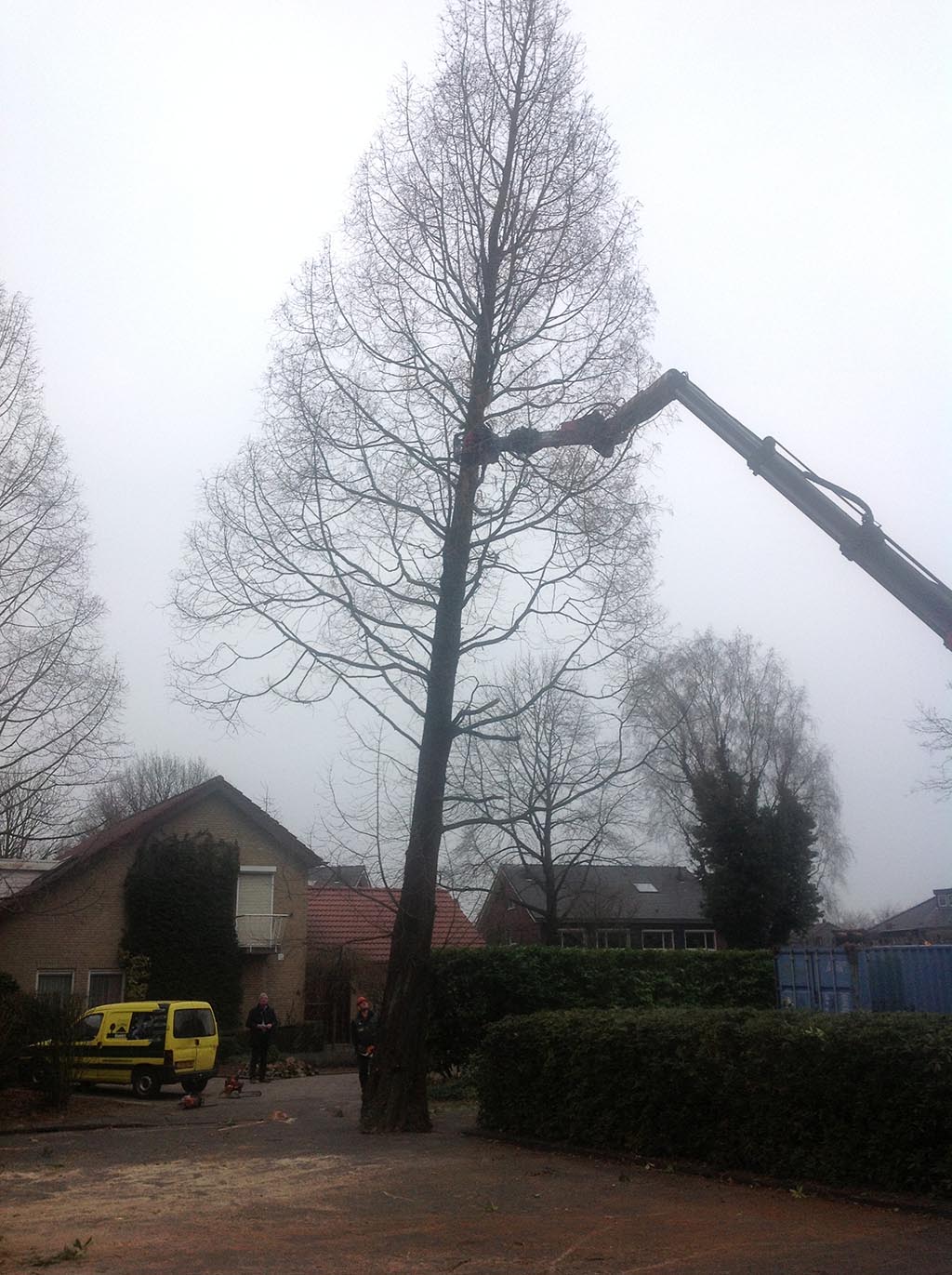 Keramische Tegels: Gleditsia boom rooien in Vught