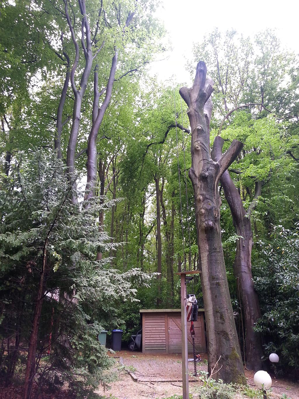 Keramische Tegels: Bomen rooien in Berlicum