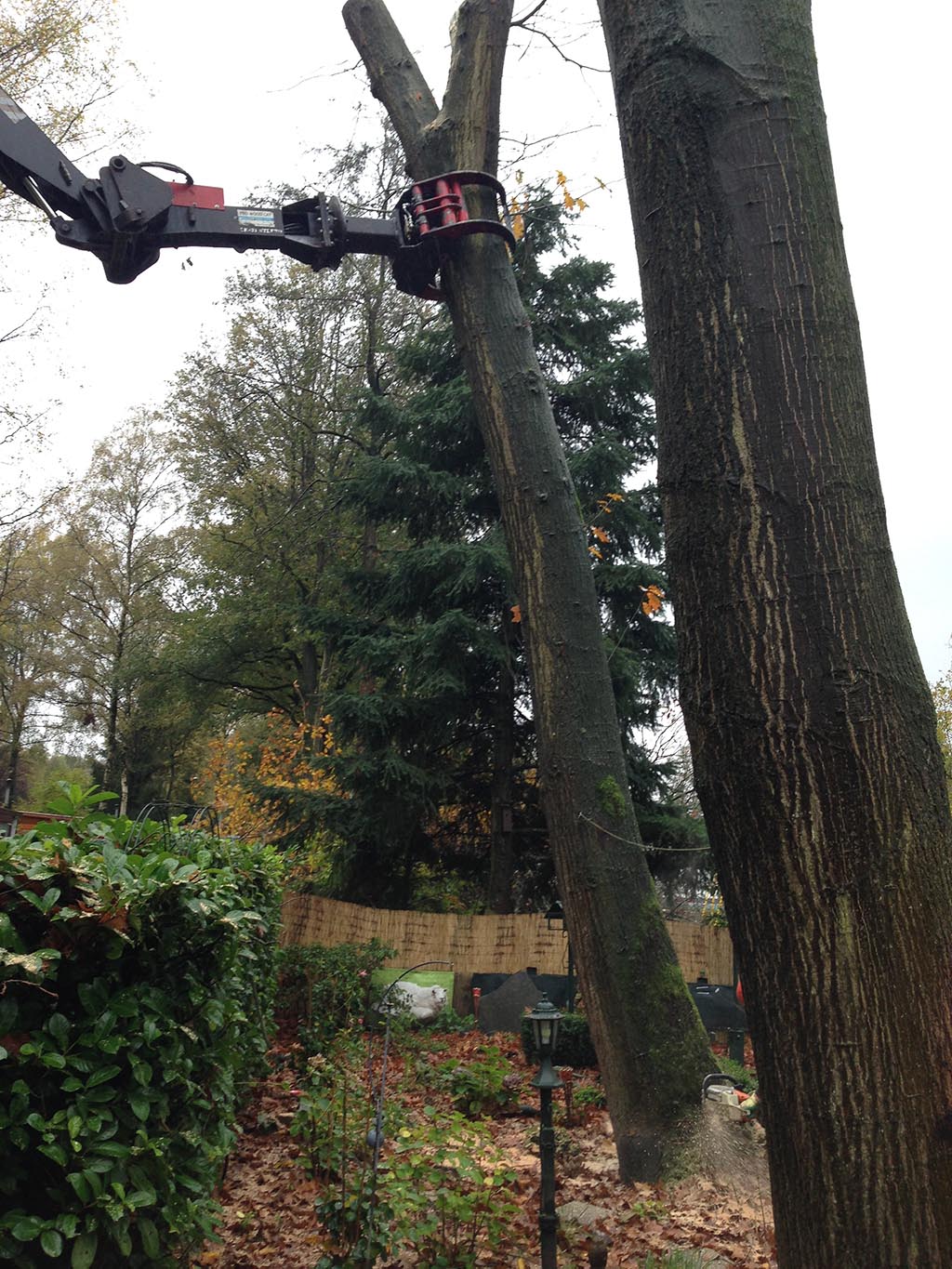 Keramische Tegels: Eiken bomen rooien Esbeek