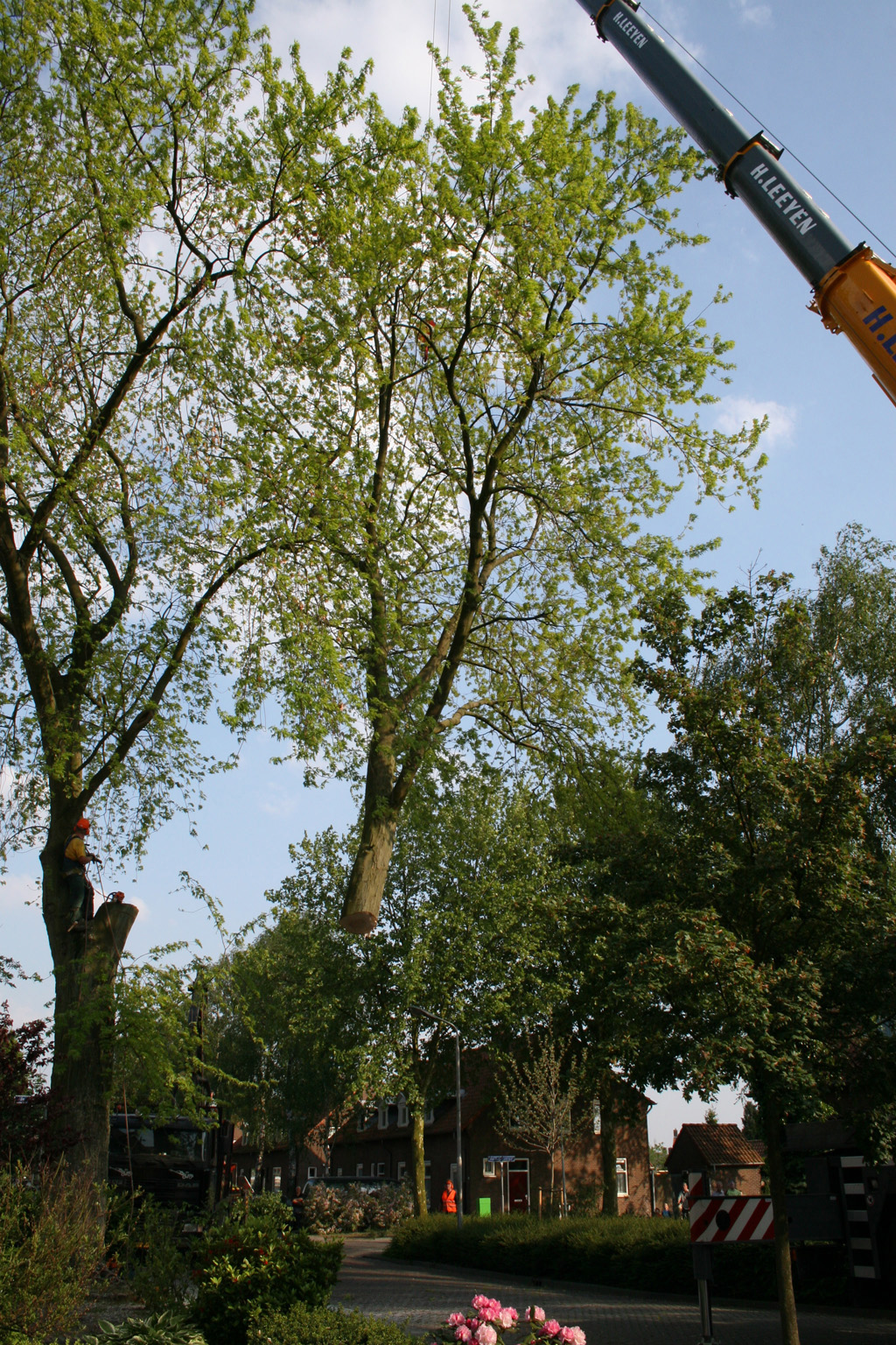Keramische Tegels: bomen rooien Boxtel