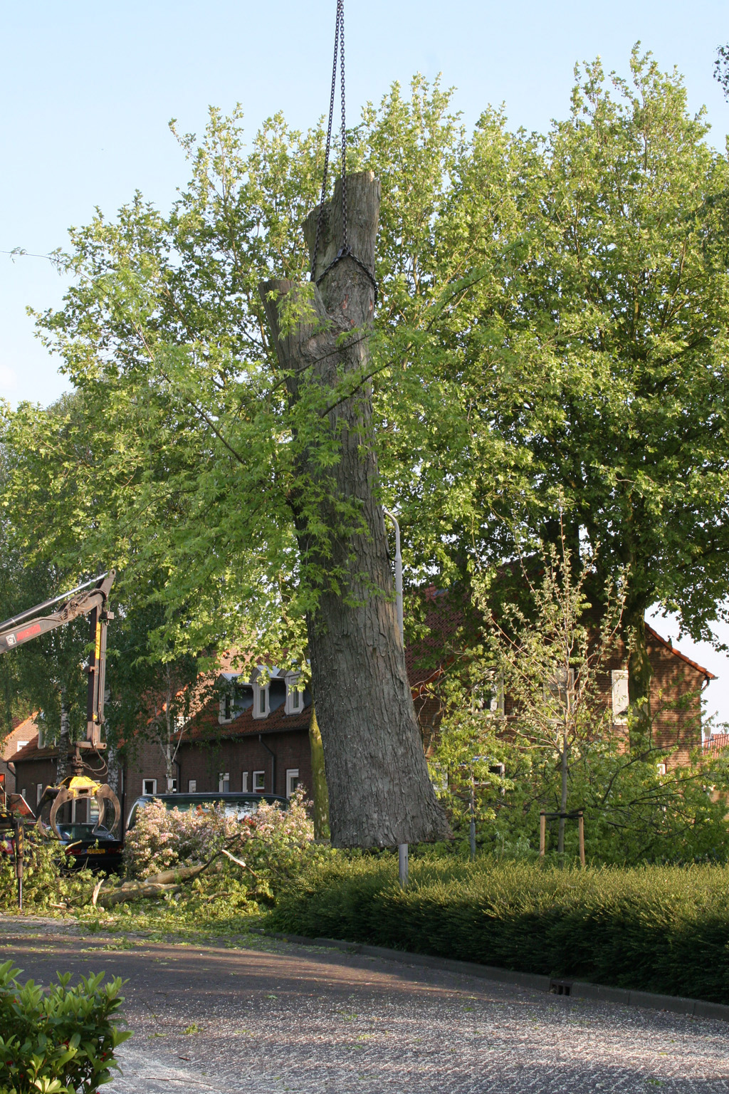 Keramische Tegels: Bomen Rooien Tilburg