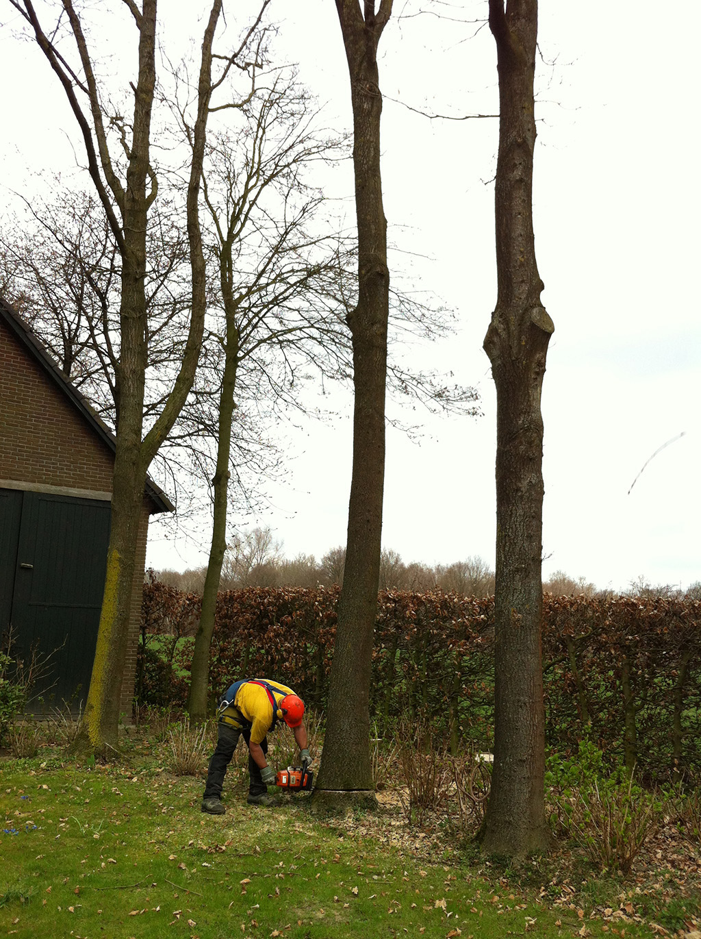 Keramische Tegels: bomen kappen bomen rooien in Biezenmortel en Breda