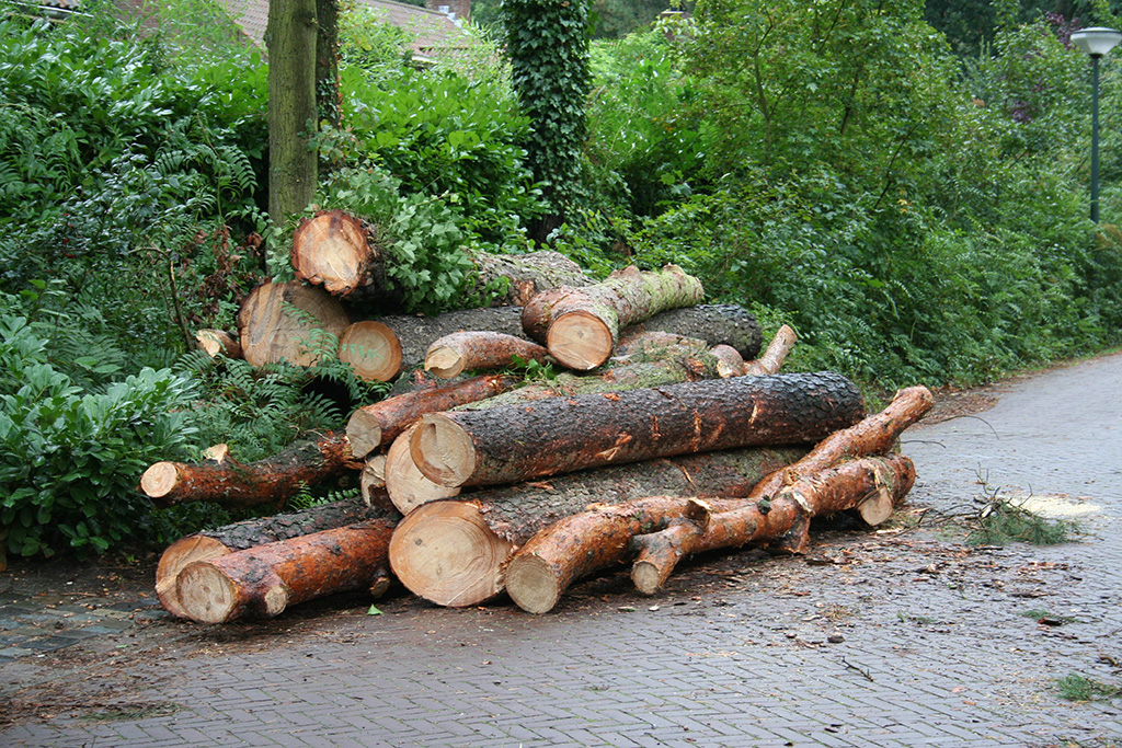Keramische Tegels: bomen rooien Hasselt